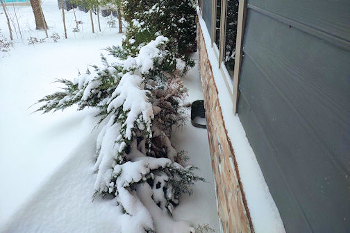 The Kincardine Record | NIMBY: Nature in My Back Yard – Gardening for ...