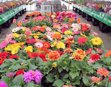 The Kincardine Record | Sobeys Kincardine garden centre now open